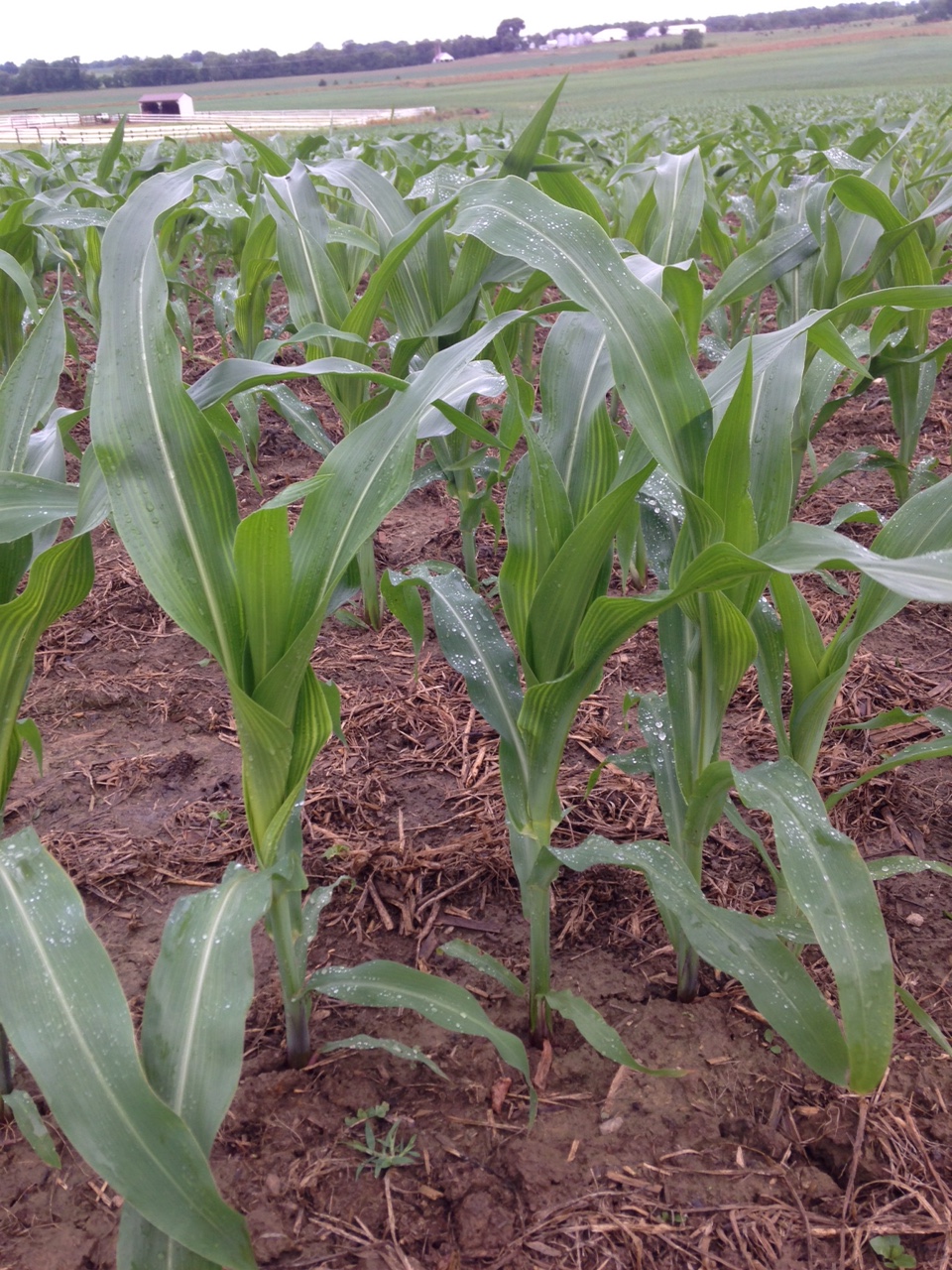 Happy corn … happy farmer! | Carnahan & Sons, Inc.